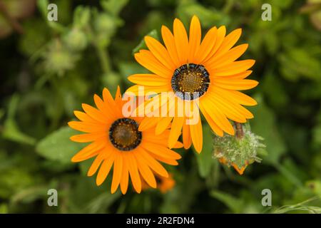 Gousblom (Arctotis hirsuta), Seeberg, West Coast National Park ...