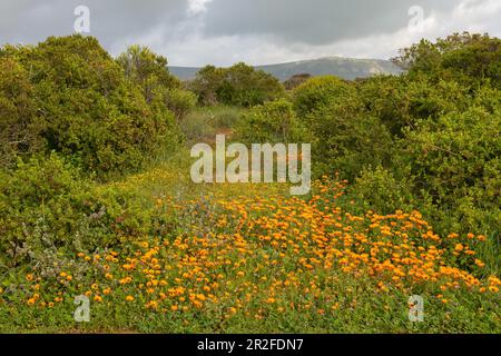 Gousblom (Arctotis hirsuta), Seeberg, West Coast National Park ...