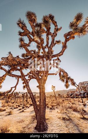 Big Rocks in Joshua Tree National Park. National Park In California ...