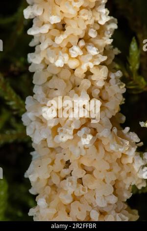 Foam slime mould creamy yellow crusty fruiting body on stalk in front ...