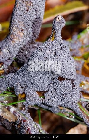 Grey slime mould (mold) on grass Stock Photo - Alamy
