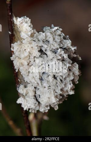Foam slime mould milk coffee brown crusty fruiting body Stock Photo - Alamy