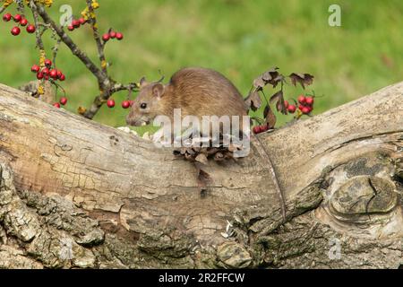 Norway rat with food in mouth standing on tree trunk with red berries ...