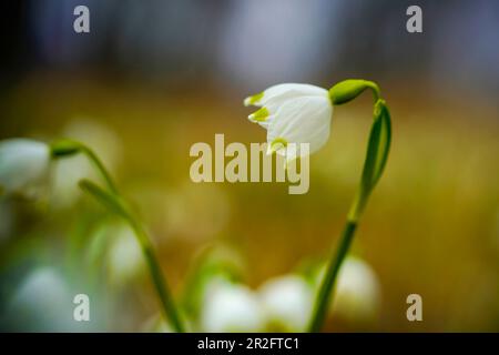 Märzenbecher in Murnauer Moos, Murnau, Bavaria, Germany, Europe Stock ...