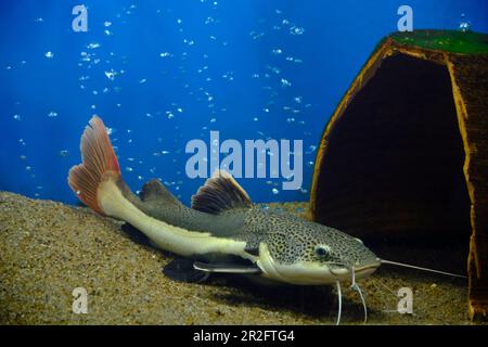 Flathead catfish lies sand at bottom aquarium with blue background ...