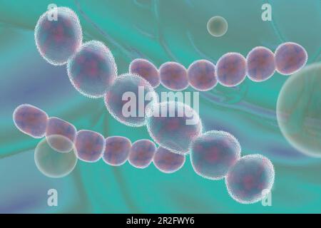 Illustration of streptococci are spherical bacteria that typically ...