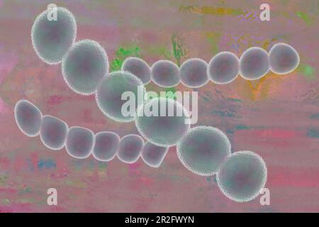 Illustration of streptococci are spherical bacteria that typically ...