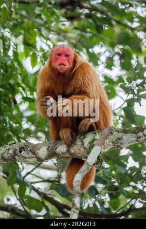 Red Uakari (Cacajao calvus) female, Amazon Ecosystem, Brazil Stock ...