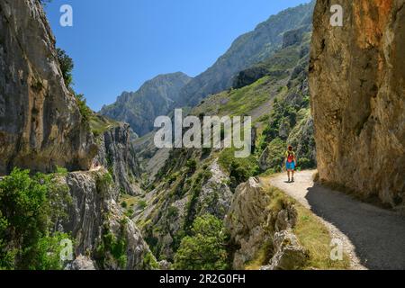 Woman hiking through the Ruta del Cares gorge, Cares Gorge, Picos de ...