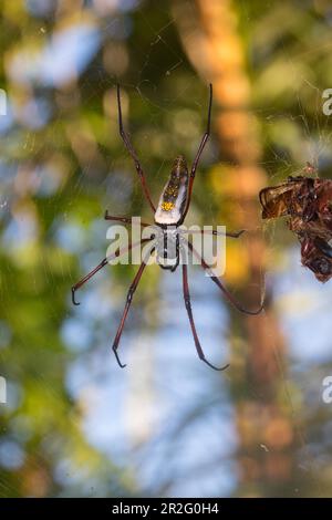 Female Madagascar silk spider (Trichonephila inaurata madagascariensis ...