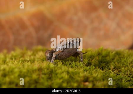 Dwarf Madagascar English frog (Stumpffia pygmea) sitting on moss ...