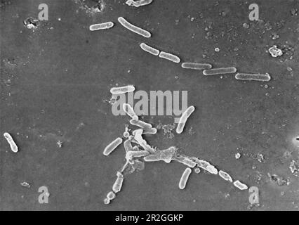 Pseudomonas aeruginosa bacteria gram-negative rod-shaped bacteria are ...