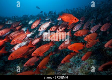 Flock of Reef Bigeyes, Priacanthus hamrur, North Male Atoll, Indian ...