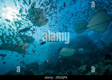 Purple Whiptail, Pateobatis fai, North Male Atoll, Indian Ocean ...