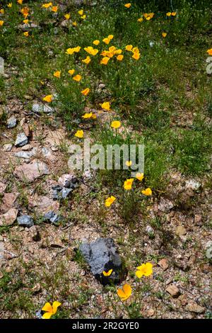 Arizona Poppy (Kallstroemia grandiflora). Spring wildflowers bloom in ...