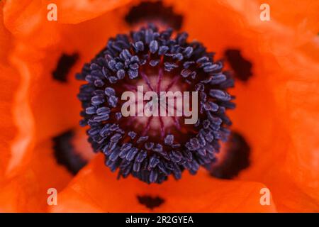 Turkish poppy, open flower, top view Stock Photo - Alamy