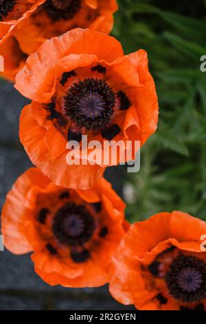 Plan view of a red oriental poppy flower Stock Photo - Alamy