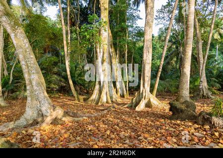 Terminalia catappa on tree in nursery for harvest are cash crops Stock ...