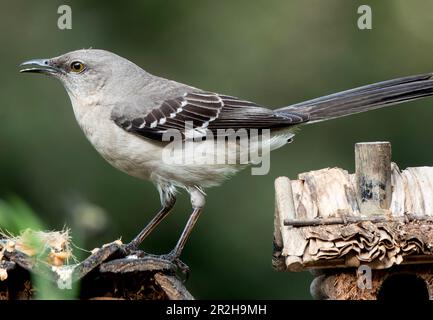Northern Mockingbird on the bird house roof Stock Photo - Alamy