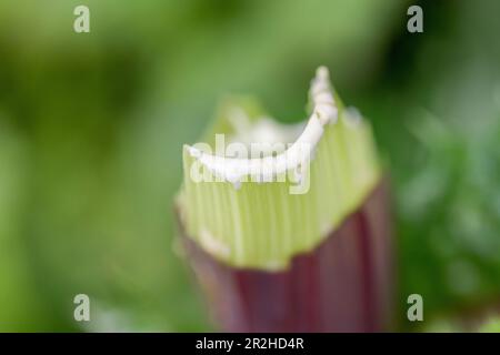 Milky latex sap oozing from a broken stem or stalk of Prickly Sow ...