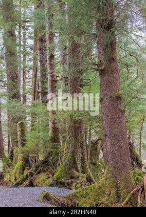 Lush forest of Sitka Spruce, Picea sitchensis, and Sword Fern ...