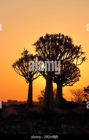 Namibia; Central Namibia; Karas region; Kalahari; Gravel road, running ...