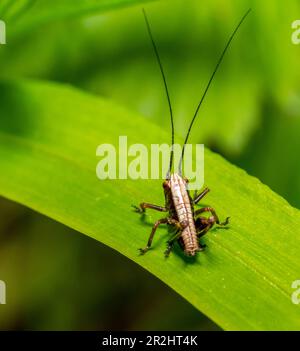 juvenile bush cricket Stock Photo - Alamy