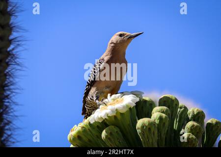 A saguaro cactus blooms in front of an ironwood tree in the Sonoran ...