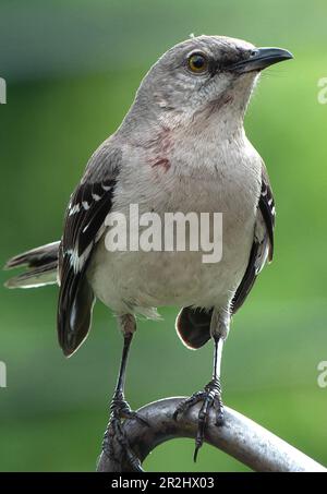 Northern Mockingbird on a backyard perch Stock Photo - Alamy