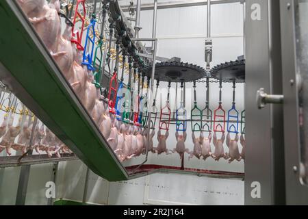 Chicken hang on conveyor after cutting head in modern meat process line ...