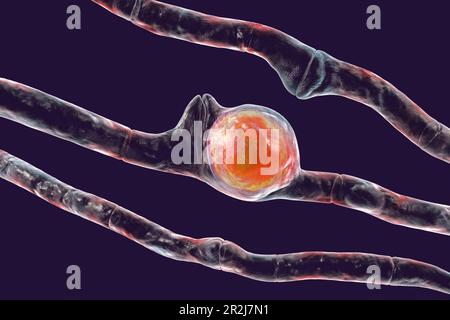 Basidiobolus ranarum fungus, illustration Stock Photo - Alamy
