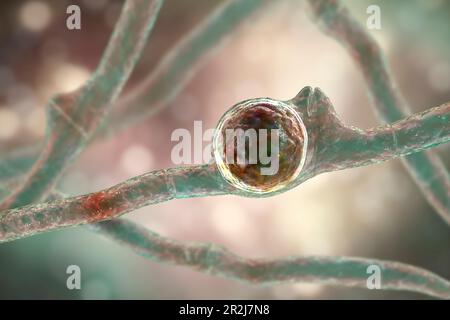 Basidiobolus ranarum fungus, illustration Stock Photo - Alamy