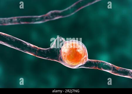 Basidiobolus ranarum fungus, illustration Stock Photo - Alamy