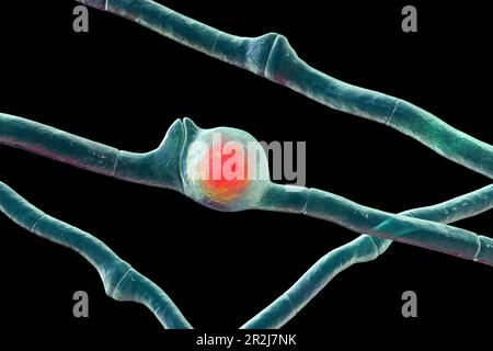 Basidiobolus ranarum fungus, illustration Stock Photo - Alamy
