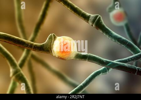 Basidiobolus ranarum fungus, illustration Stock Photo - Alamy