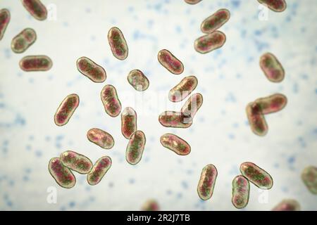 Prevotella bacteria, 3D illustration. Gram-negative anaerobic bacteria ...