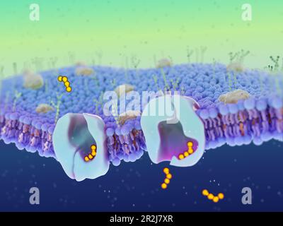 Membrane transport proteins, illustration Stock Photo - Alamy