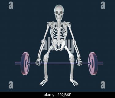 Human skeleton lifting a barbell, illustration Stock Photo - Alamy