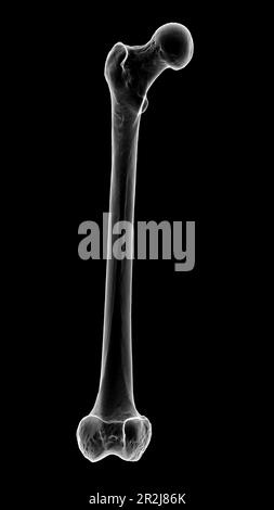Human skeleton anatomy Femur Bone 3D Rendering For Medical Concept ...
