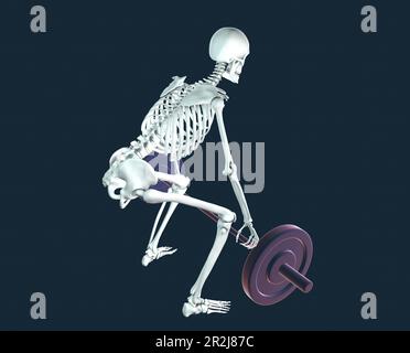 Human skeleton lifting a barbell, illustration Stock Photo - Alamy