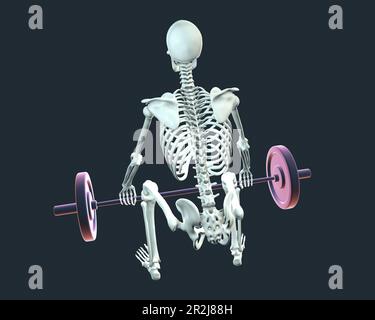 Human skeleton lifting a barbell, illustration Stock Photo - Alamy