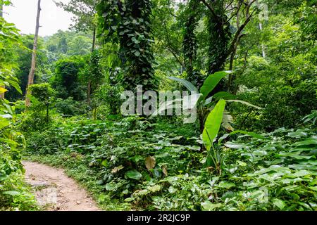 Hiking trail through rainforest to Wli Waterfall in Agumatsa Nature ...