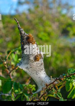 An infestation of Western Tent Caterpillars (Malacosoma californica ...