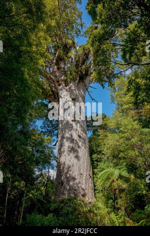 Famous Kauri tree (Agathis australis), "Square Kauri", 1200 years ...