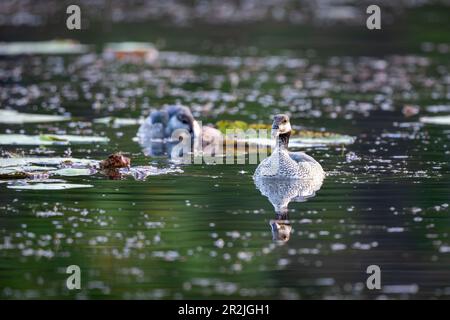 Mated pair of Green Pygmy-goose swimming while foraging for food on a ...