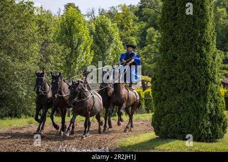 A horse show at the' LAZAR Equestrian Park' showing the riding skills ...