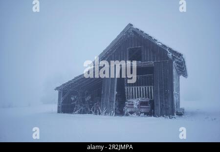 Biting cold in Kochelmoos, Schlehdorf, Upper Bavaria, Bavaria, Germany ...