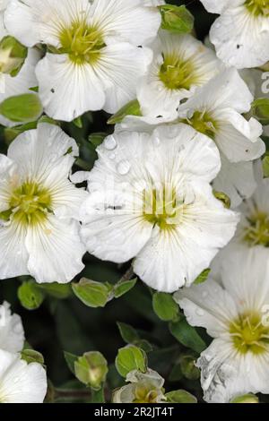 A closeup of mountain sandwort, Arenaria Montana, a flowering plant ...