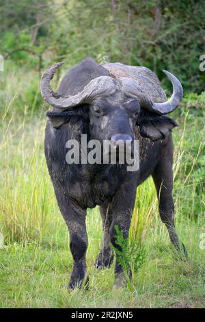 Uganda; Northern Region; Murchison Falls National Park; curious cape ...