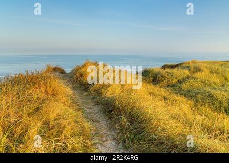 dune landscape overlooking the north sea at bergen aan zee,north ...